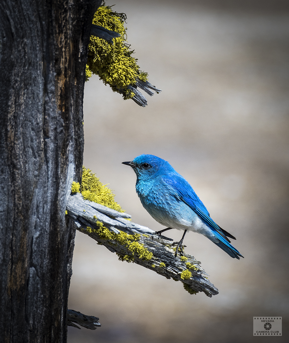 Welcome to the Nevada Camera Club | Nevada Camera Club